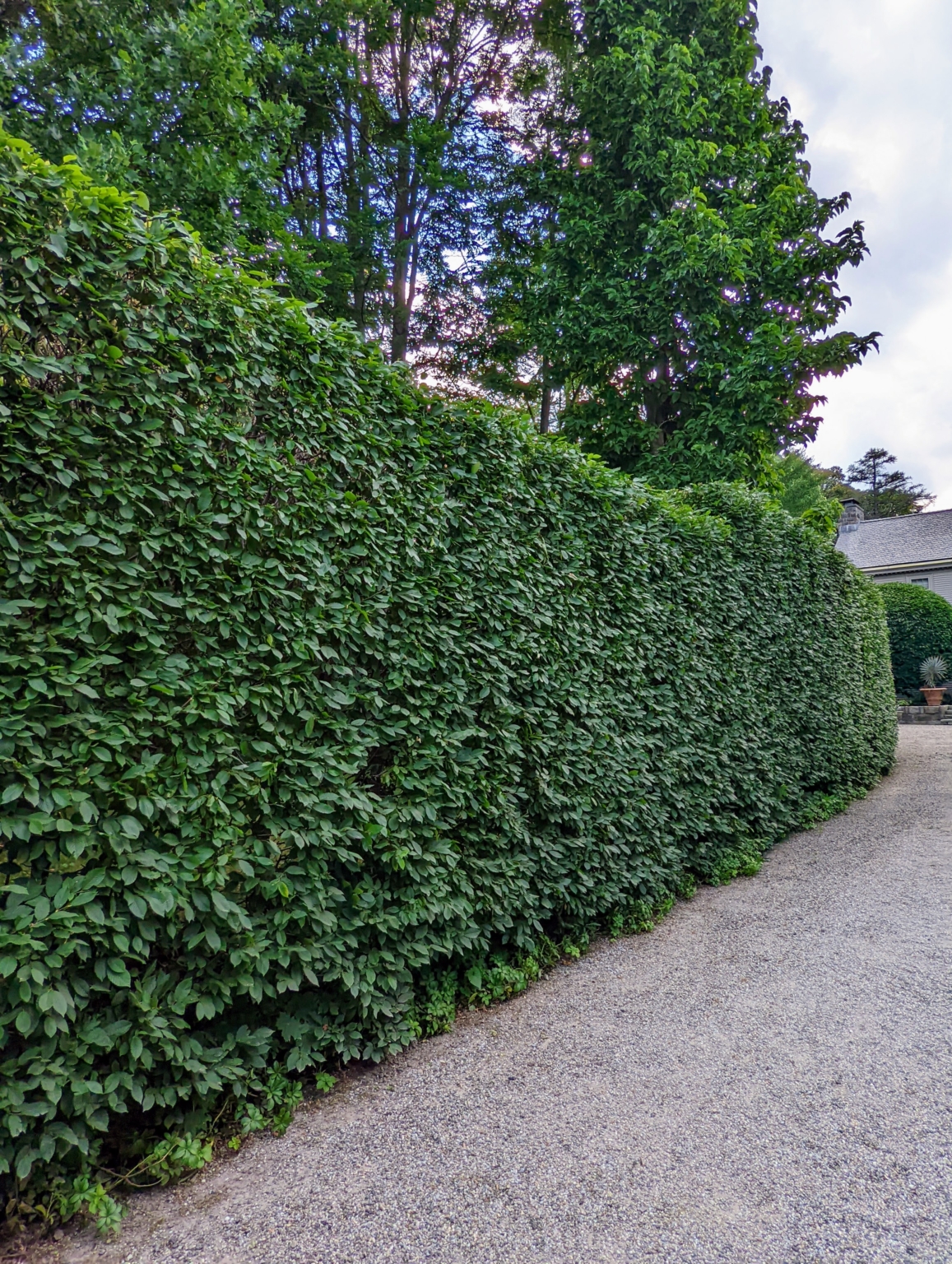 Planting a Hedge of European Hornbeams - The Martha Stewart Blog