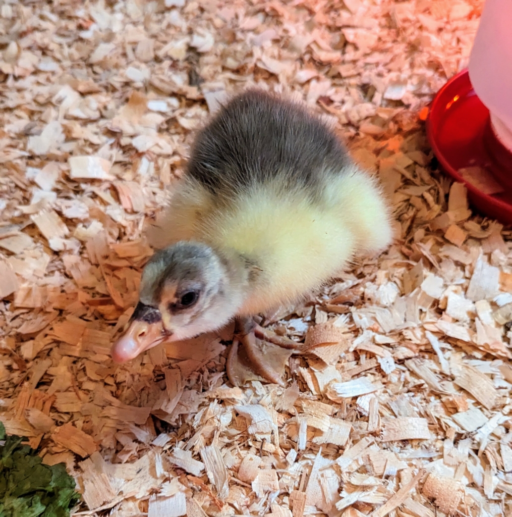 My Gosling Is Growing Up - The Martha Stewart Blog