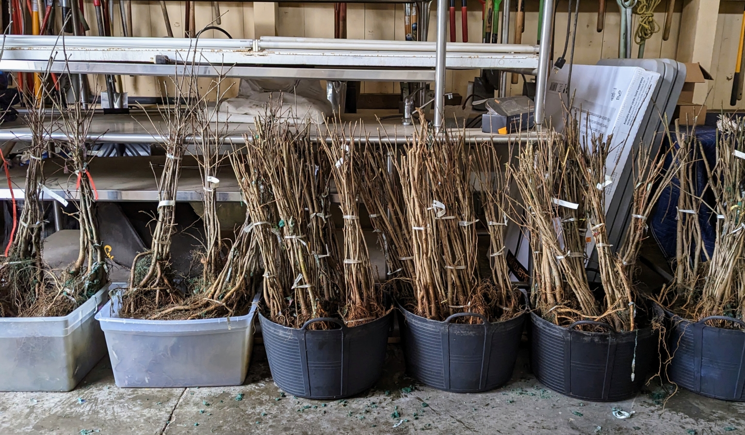 Potting Up Trees from Musser Forests, Inc. - The Martha Stewart Blog