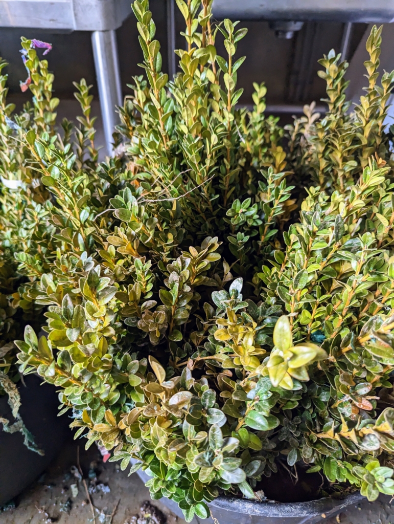 Potting Up Trees from Musser Forests, Inc. - The Martha Stewart Blog