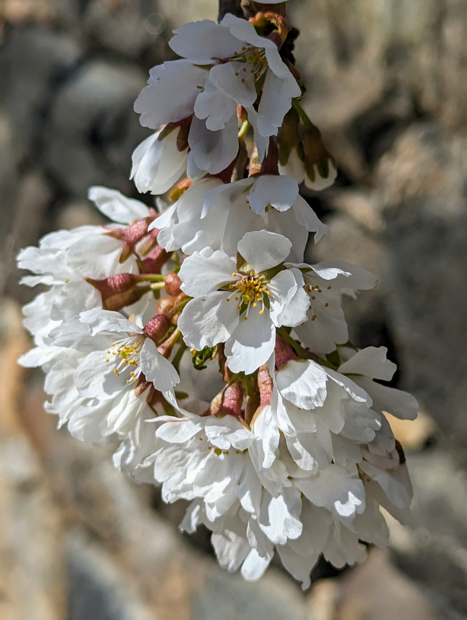 Early Spring Trees at My Farm - The Martha Stewart Blog
