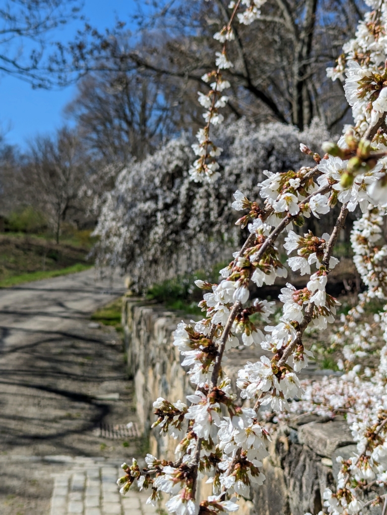 Early Spring Trees at My Farm - The Martha Stewart Blog