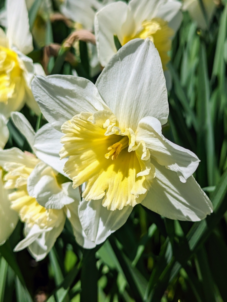So Many Daffodils are Blooming at the Farm - The Martha Stewart Blog