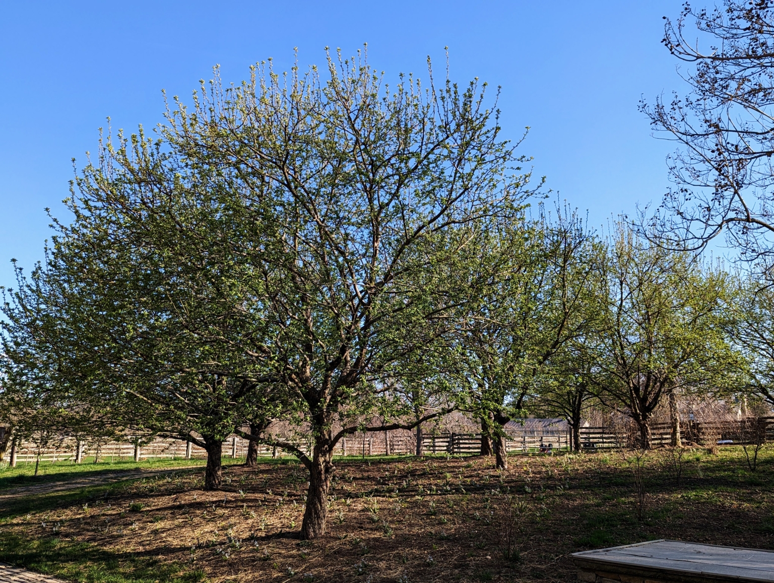 Early Spring Trees at My Farm - The Martha Stewart Blog