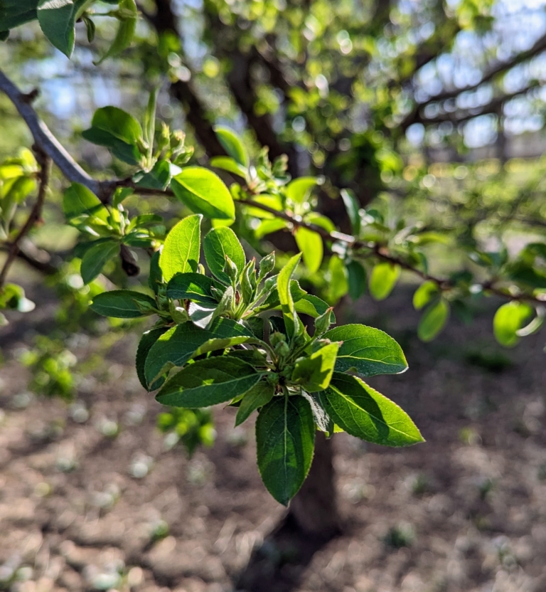 Early Spring Trees at My Farm - The Martha Stewart Blog