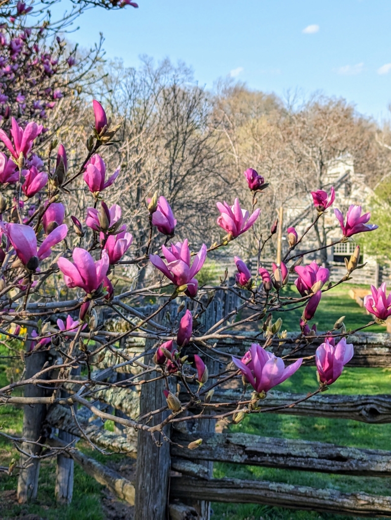 Early Spring Trees at My Farm - The Martha Stewart Blog