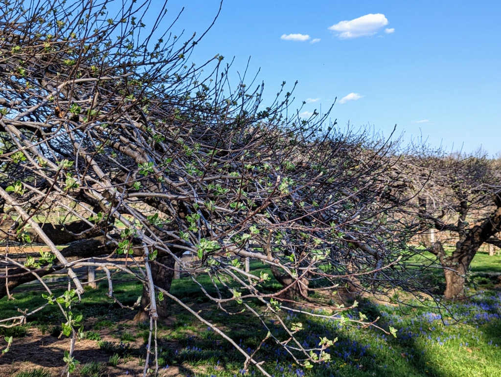 Early Spring Trees at My Farm - The Martha Stewart Blog