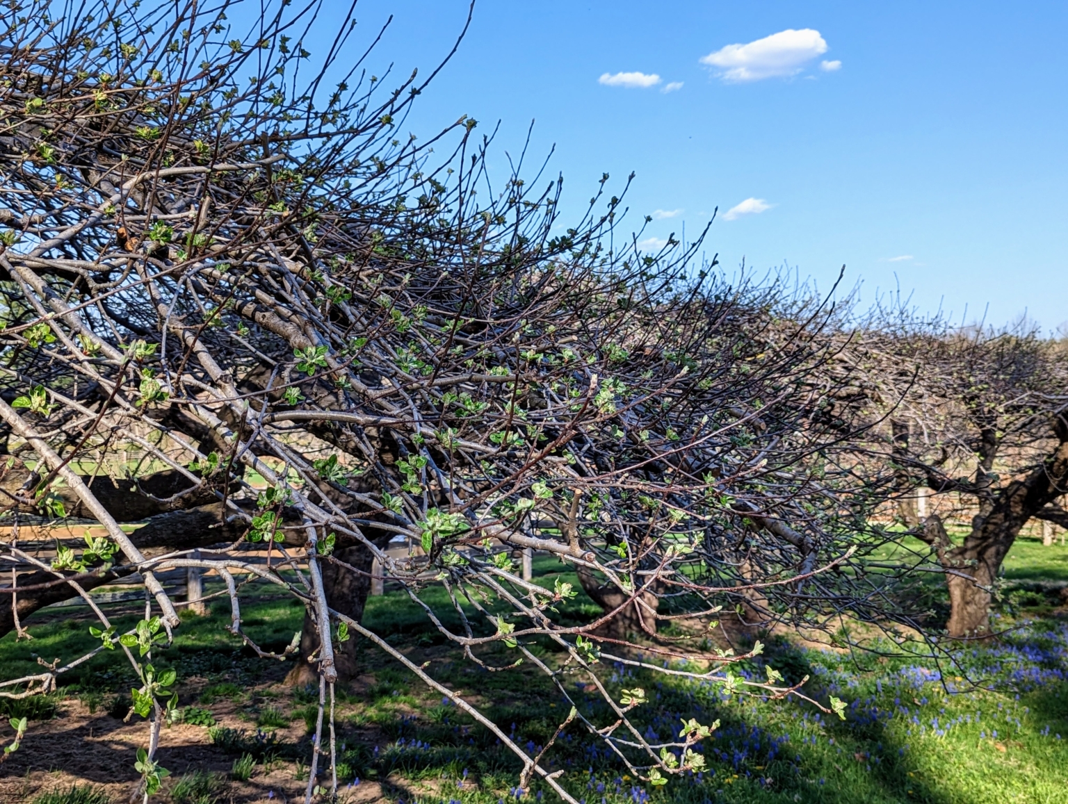 Early Spring Trees at My Farm - The Martha Stewart Blog