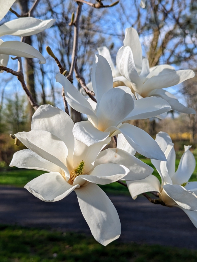 Early Spring Trees at My Farm - The Martha Stewart Blog