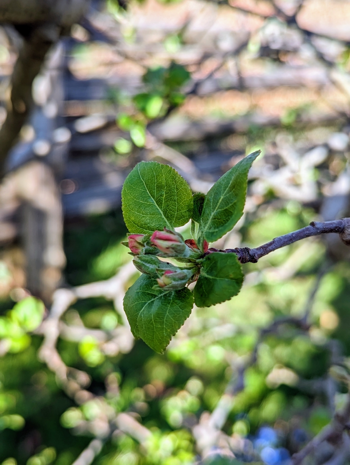 Early Spring Trees at My Farm - The Martha Stewart Blog