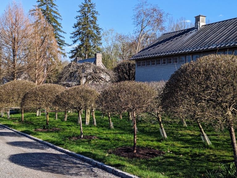 Early Spring Trees at My Farm - The Martha Stewart Blog