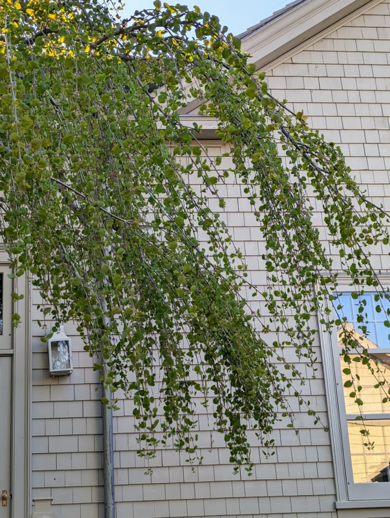Early Spring Trees at My Farm - The Martha Stewart Blog