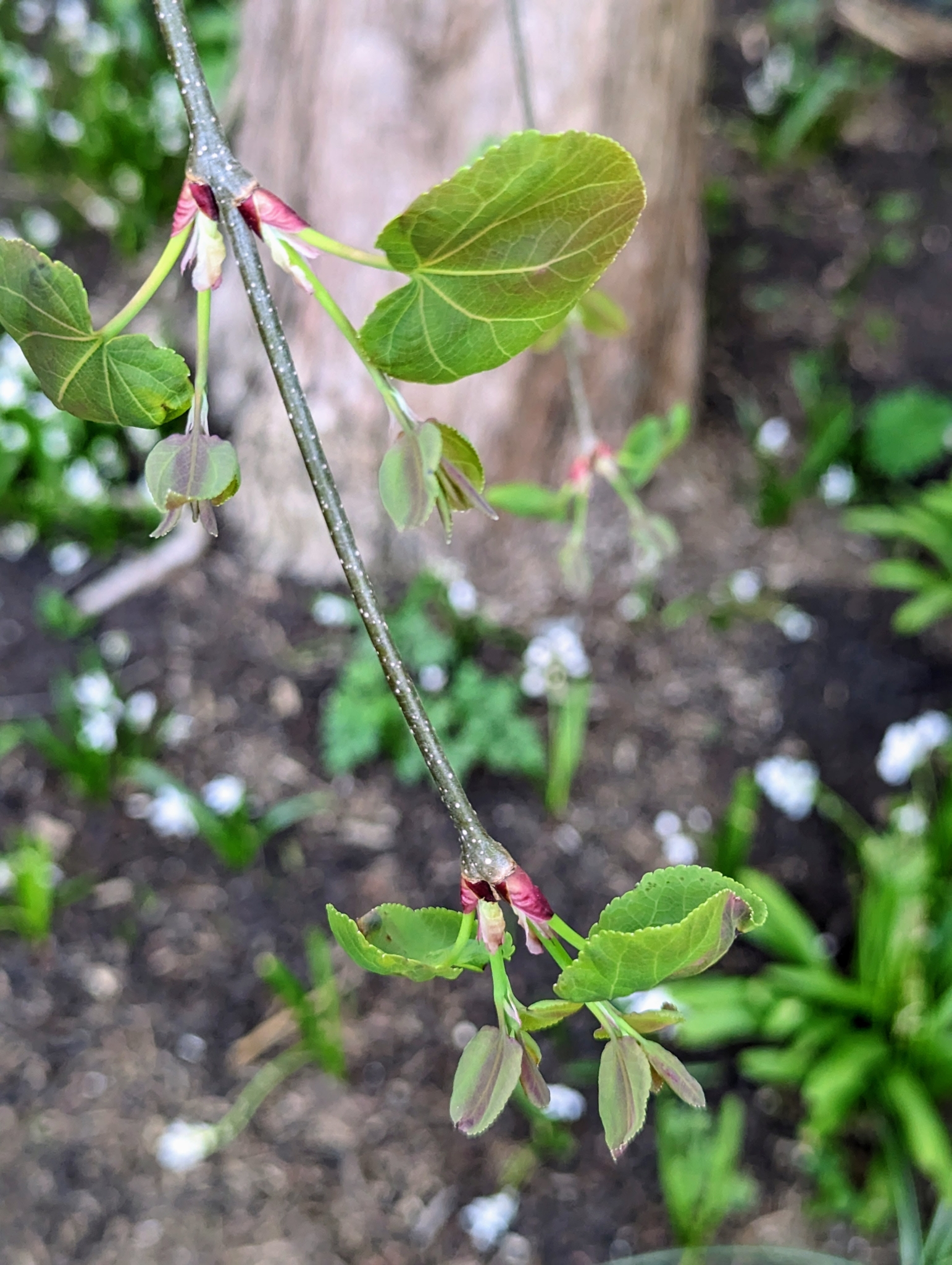 Early Spring Trees at My Farm - The Martha Stewart Blog