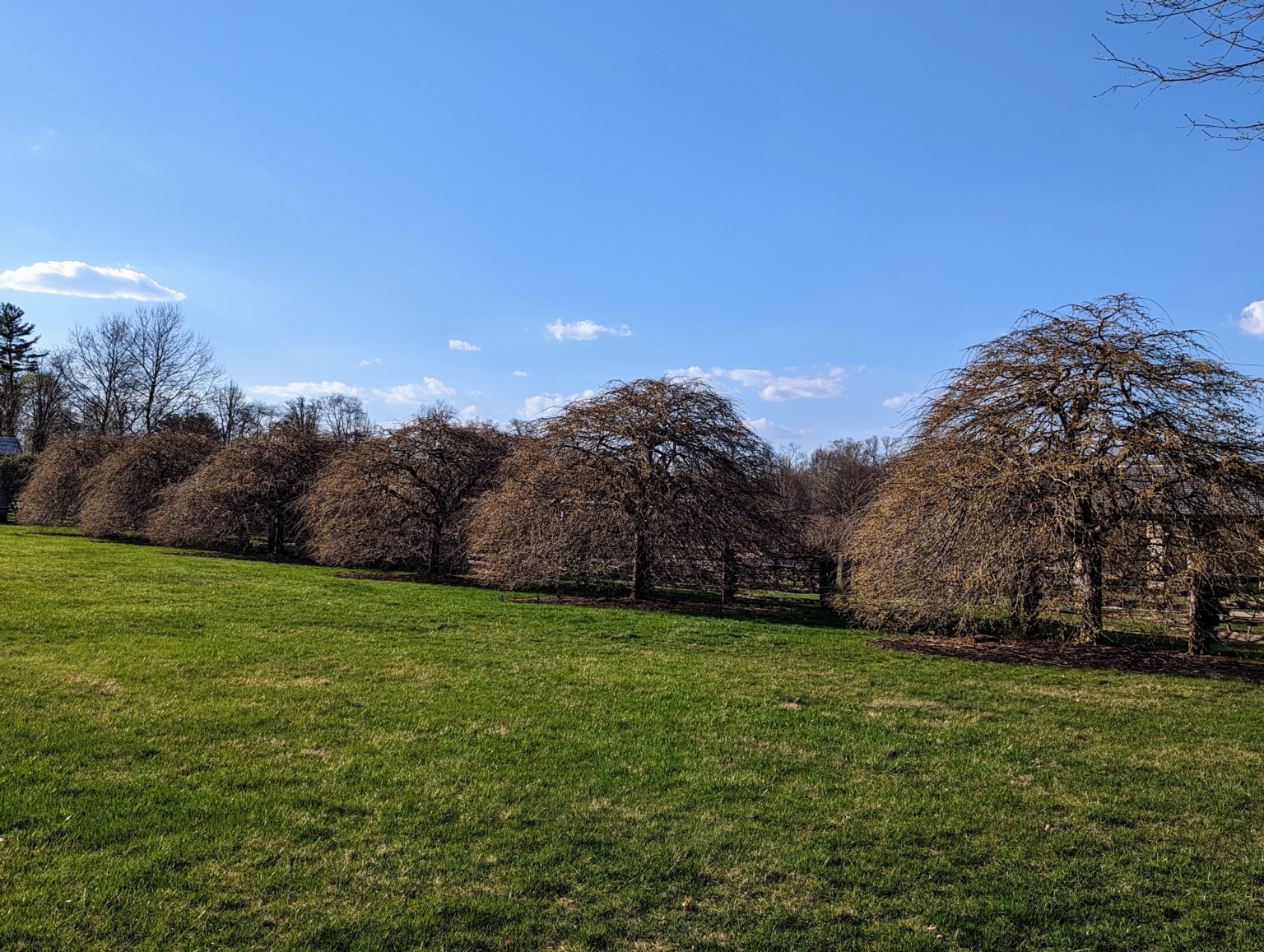 Early Spring Trees at My Farm - The Martha Stewart Blog