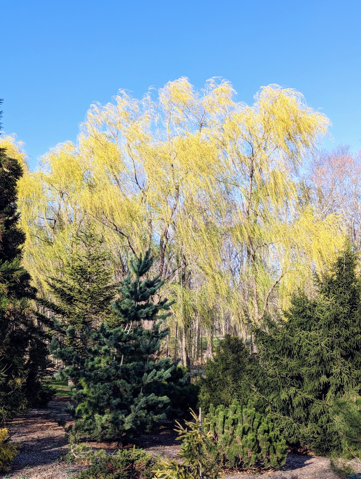 Early Spring Trees at My Farm - The Martha Stewart Blog