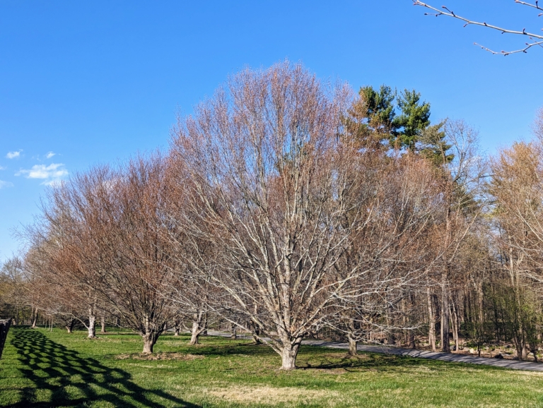 Early Spring Trees at My Farm - The Martha Stewart Blog
