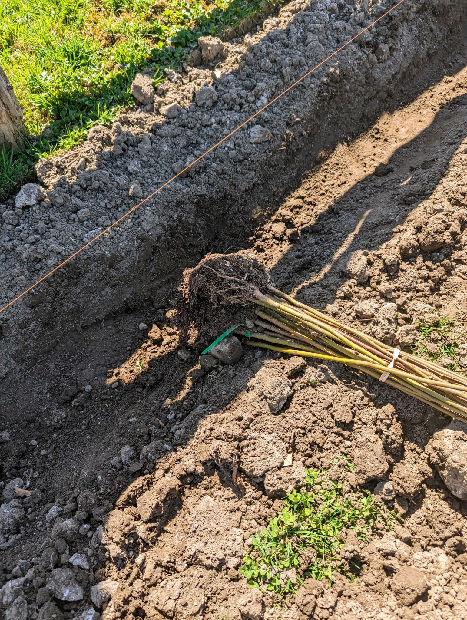 Planting a Hedge of European Hornbeams - The Martha Stewart Blog