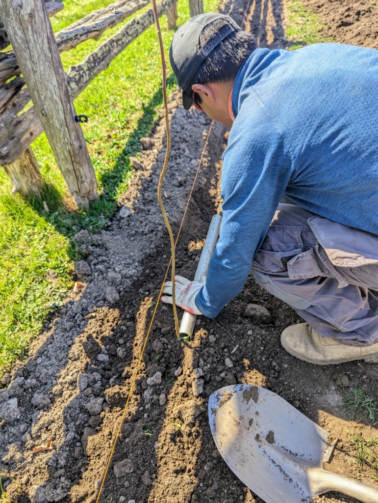 Planting a Hedge of European Hornbeams - The Martha Stewart Blog