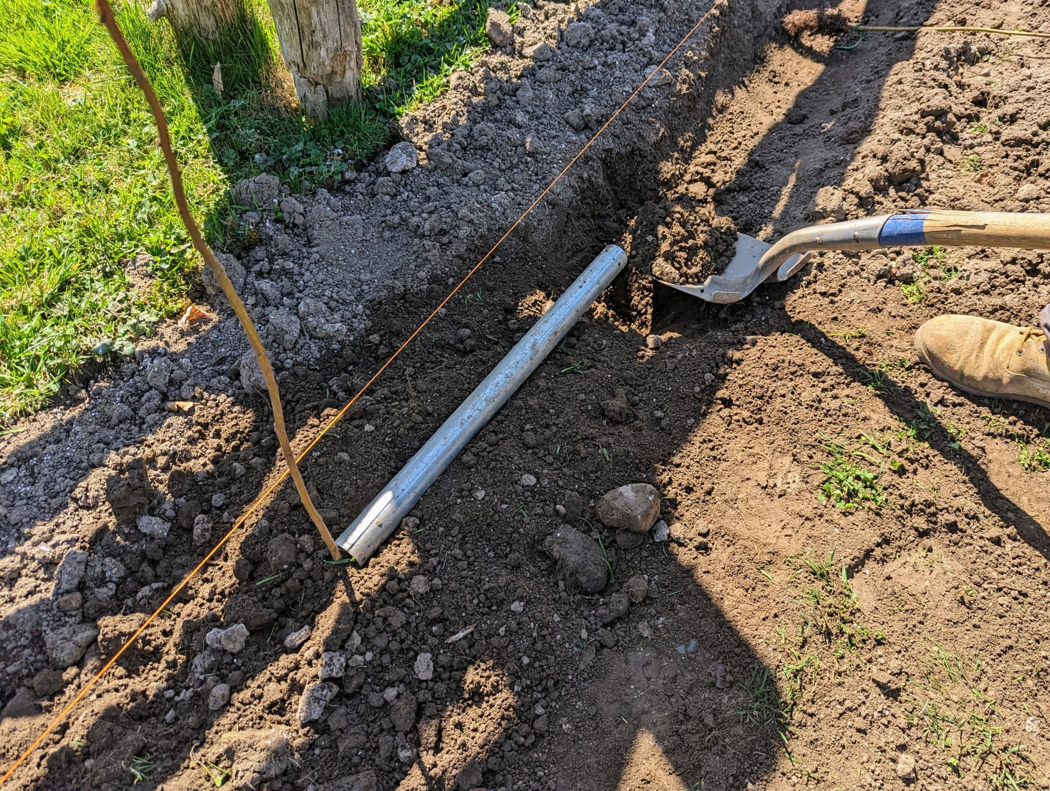 Planting a Hedge of European Hornbeams - The Martha Stewart Blog