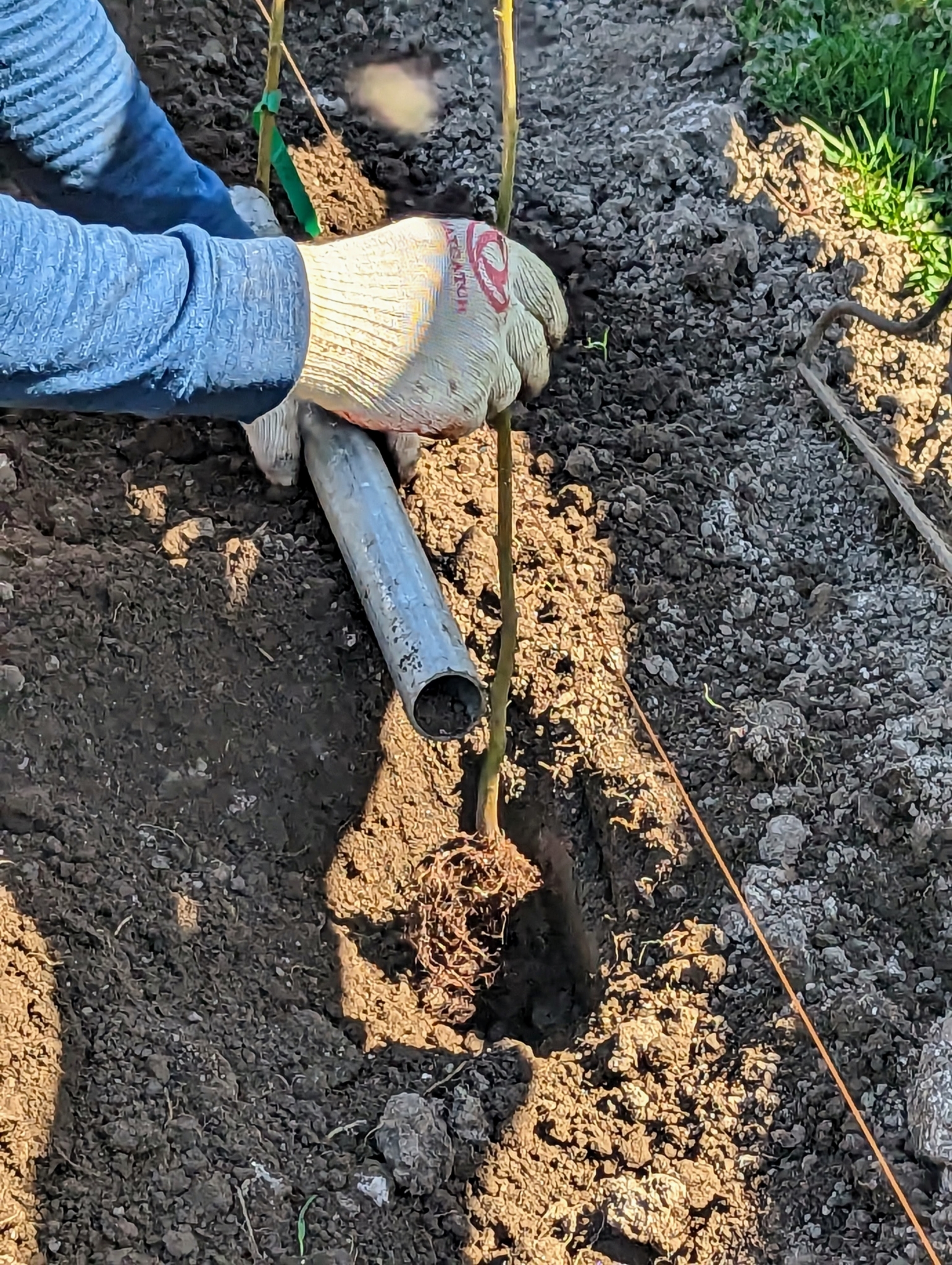 Planting a Hedge of European Hornbeams - The Martha Stewart Blog