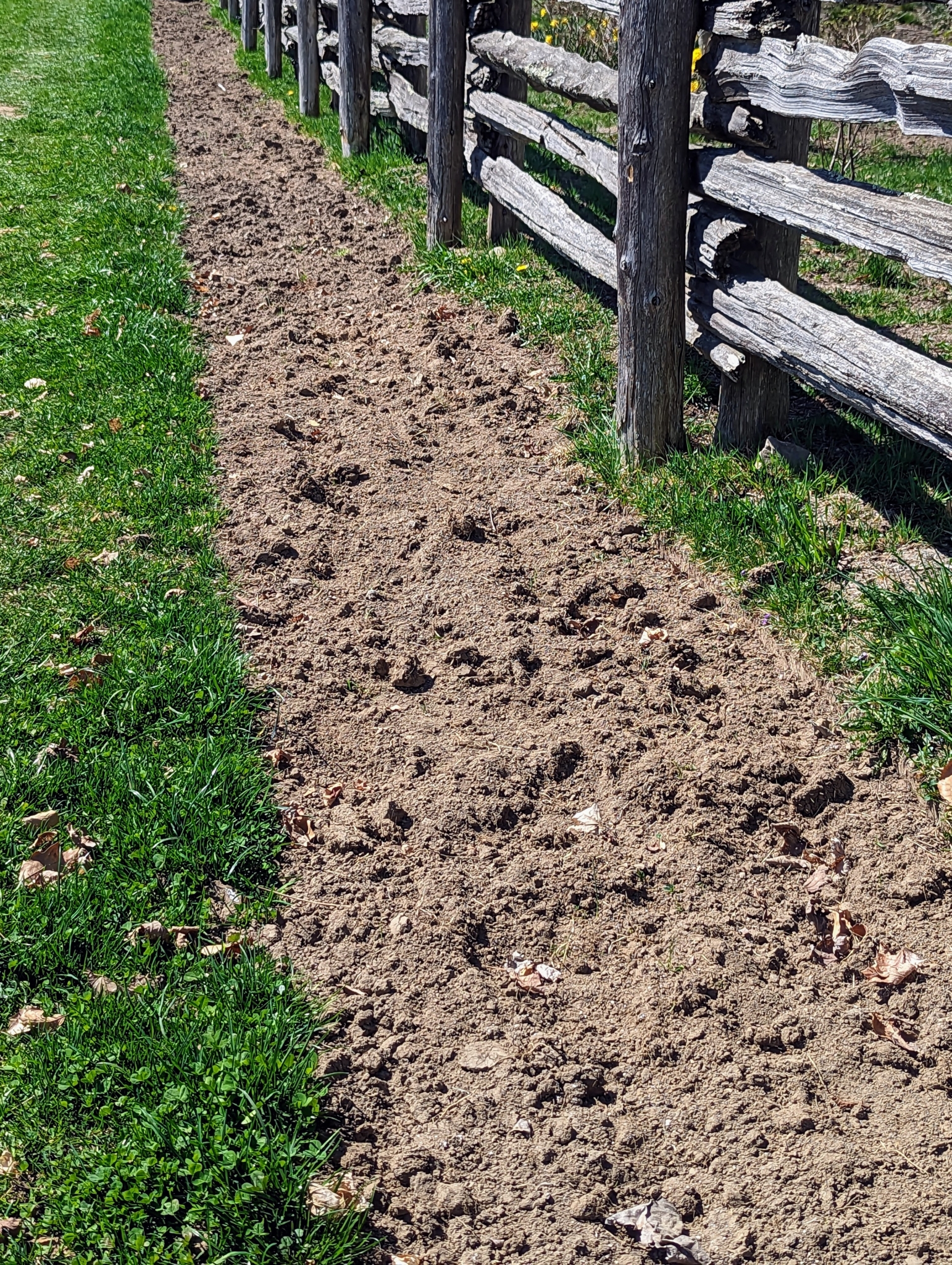 Planting a Hedge of European Hornbeams - The Martha Stewart Blog