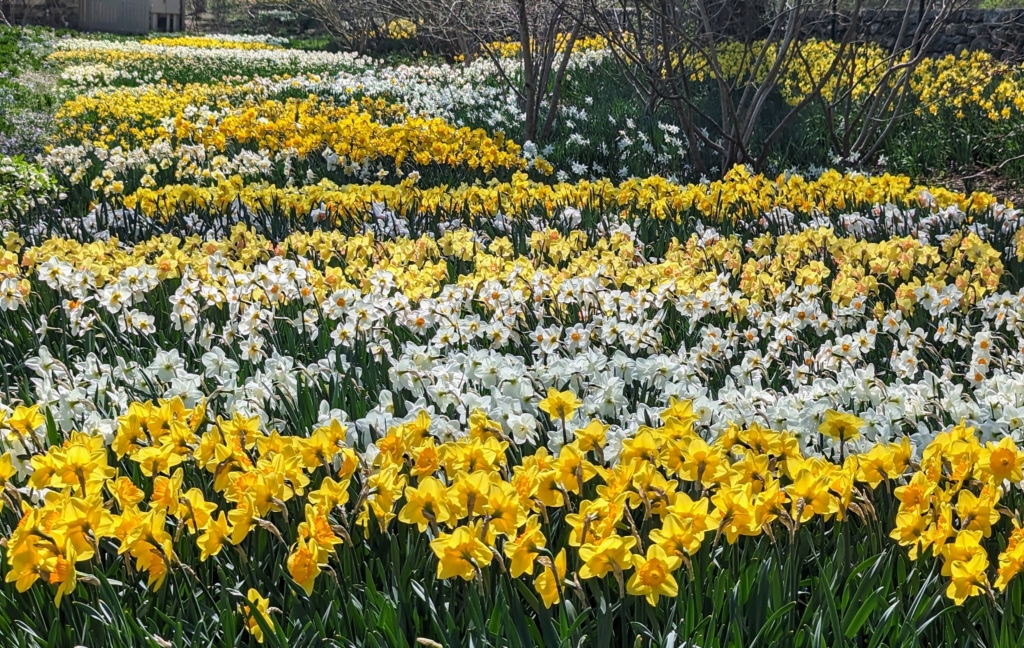 So Many Daffodils are Blooming at the Farm - The Martha Stewart Blog
