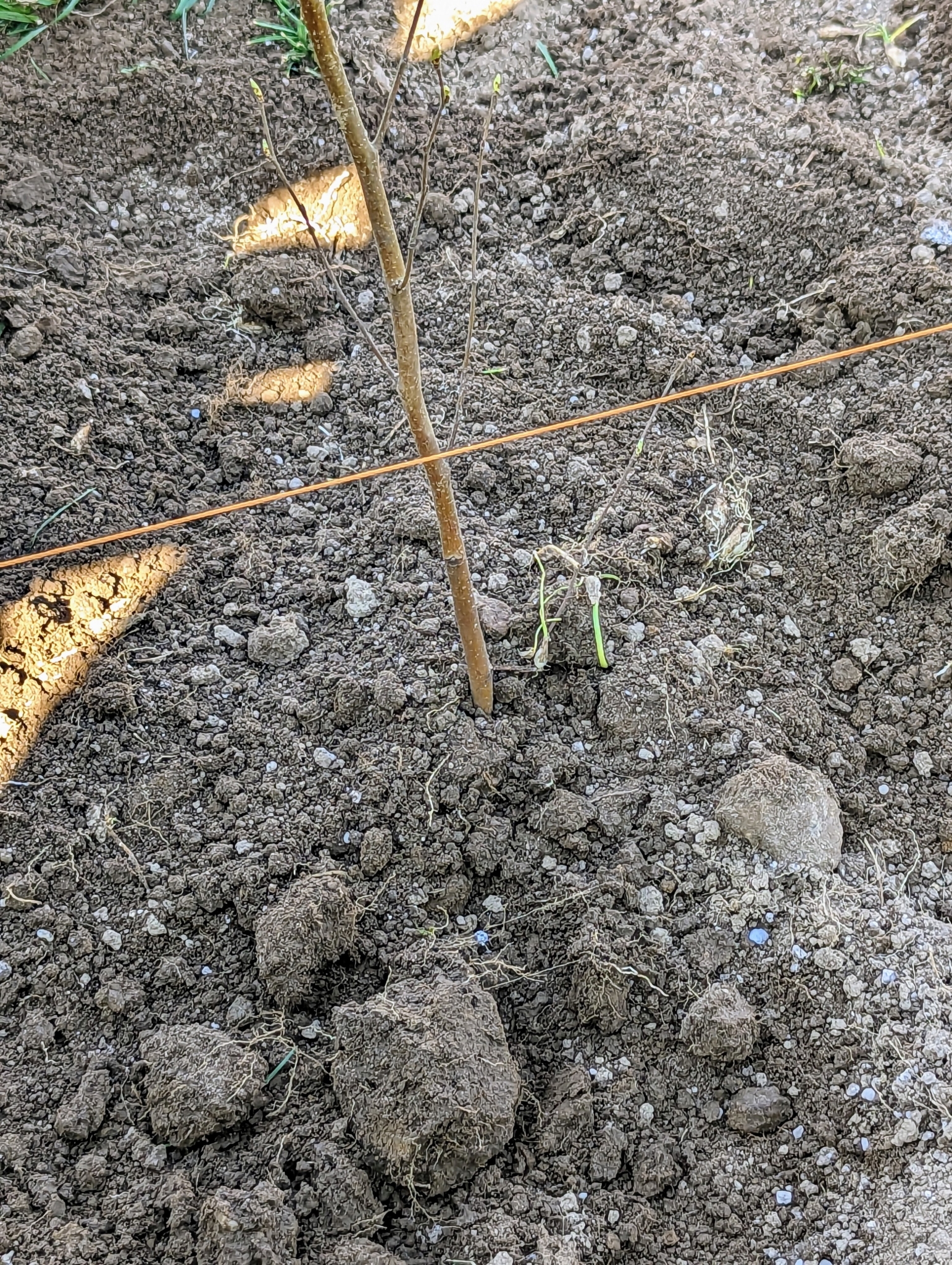 Planting a Hedge of European Hornbeams - The Martha Stewart Blog