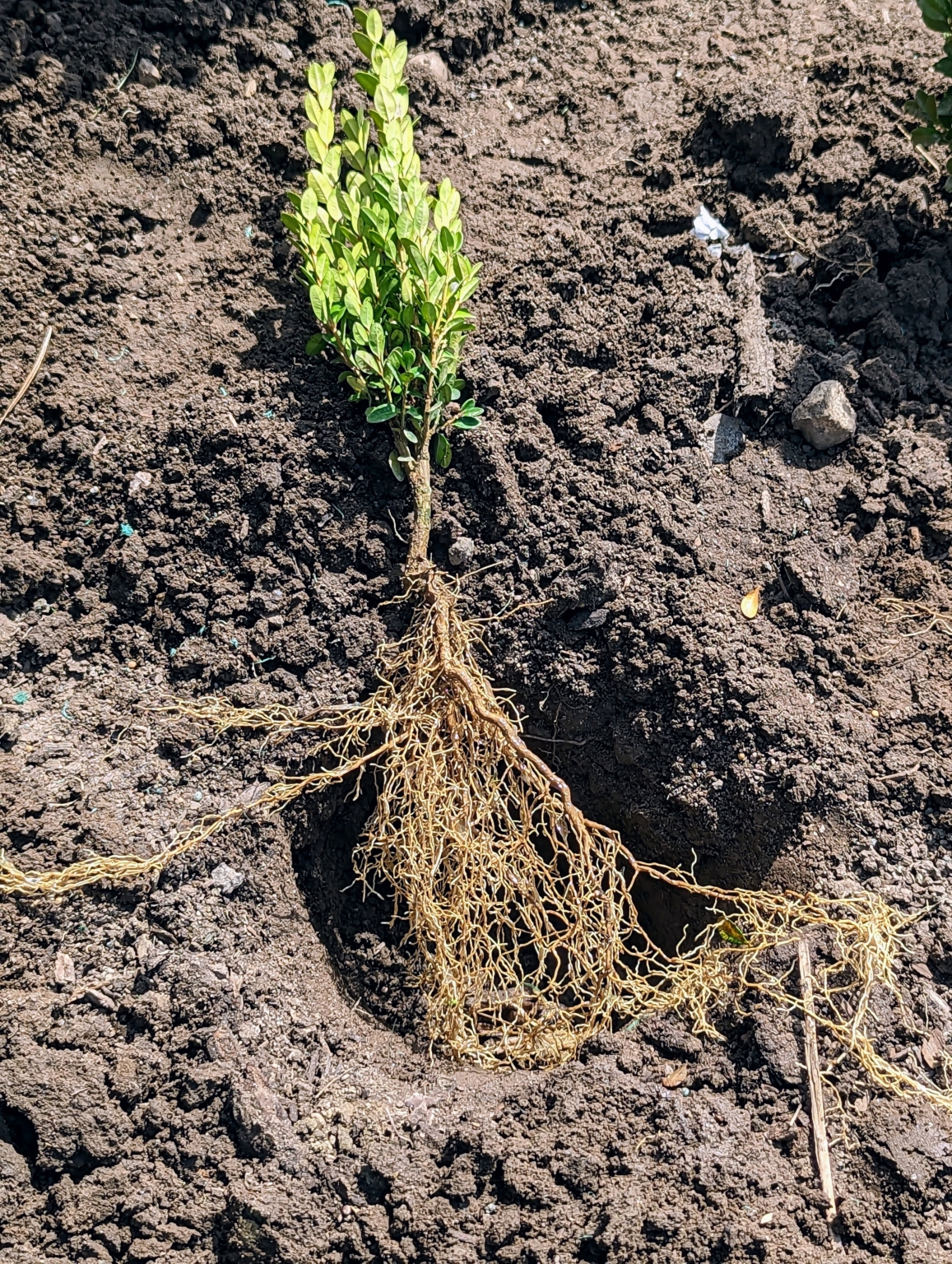 Growing Boxwood at My Farm - The Martha Stewart Blog
