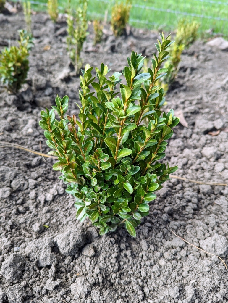 Growing Boxwood at My Farm - The Martha Stewart Blog
