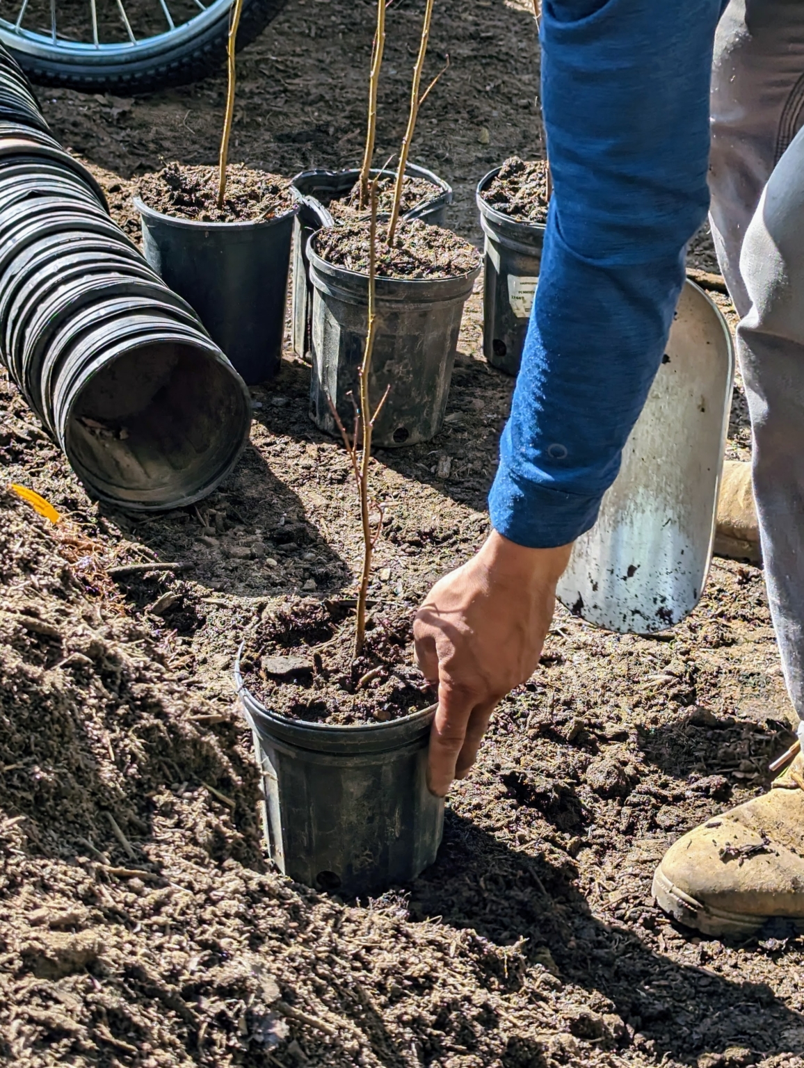 Potting Many Trees at My Farm - The Martha Stewart Blog