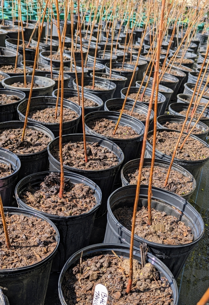 Potting Many Trees at My Farm - The Martha Stewart Blog