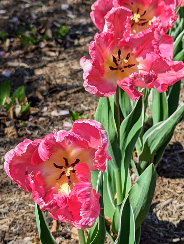 Cutting and Arranging Spring Tulips from the Garden - The Martha ...