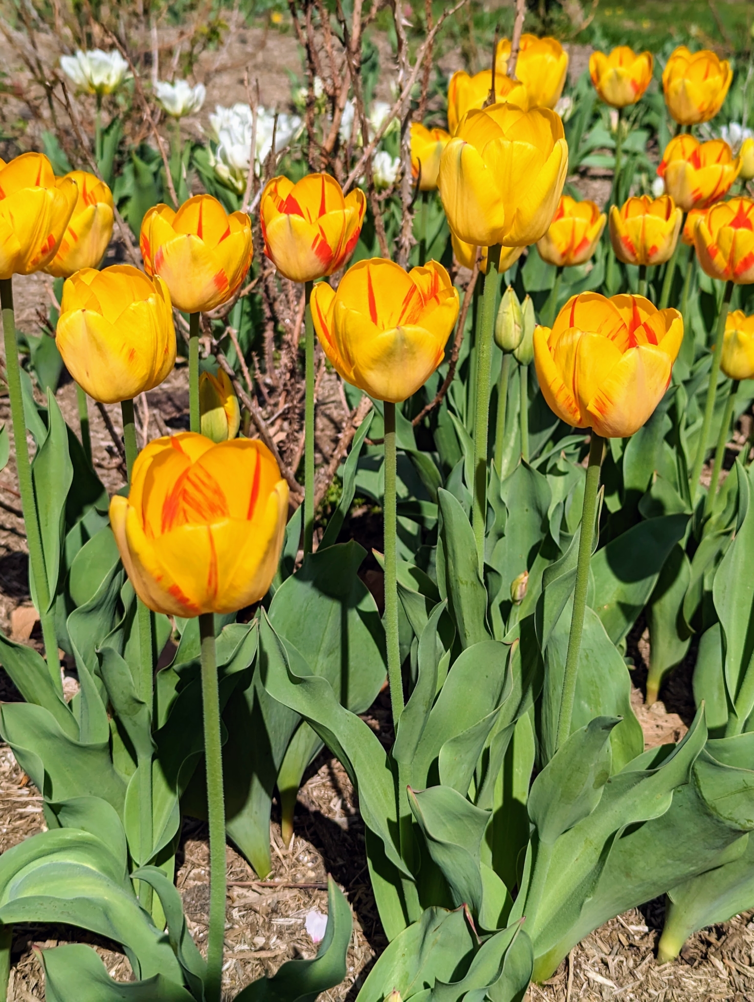 Cutting and Arranging Spring Tulips from the Garden - The Martha ...