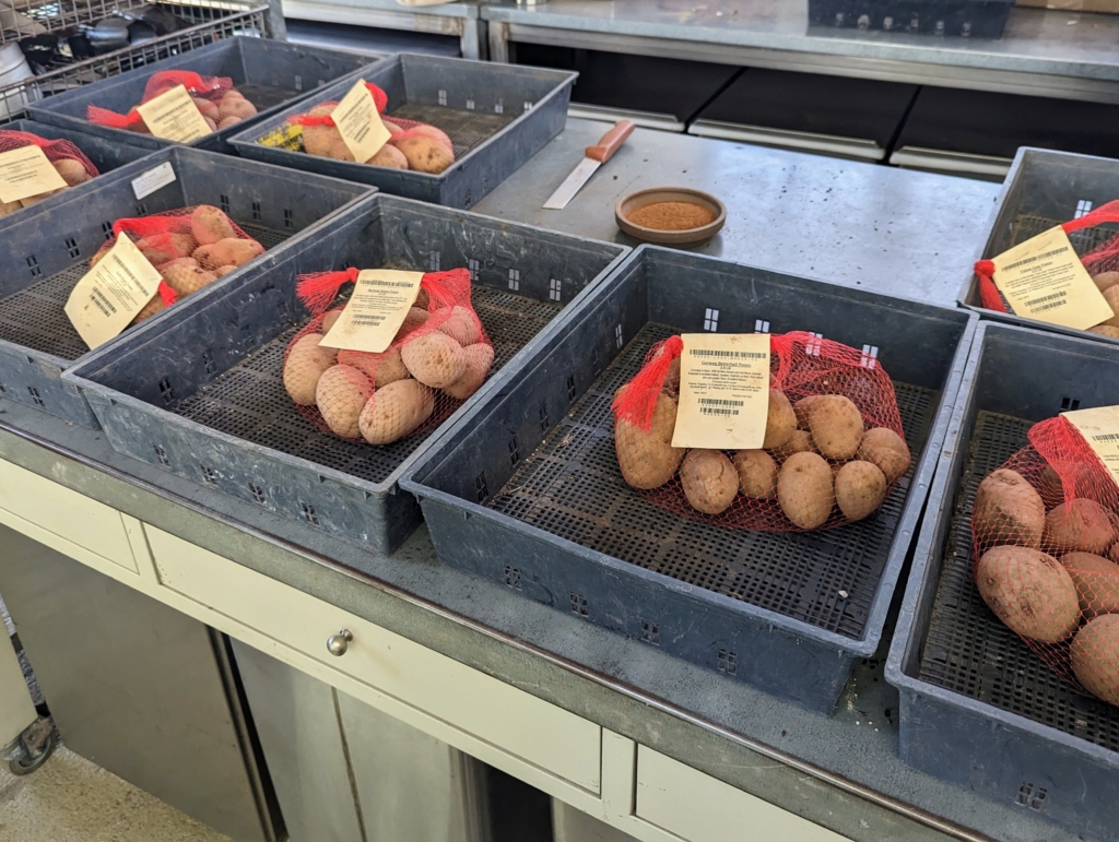 The Martha Stewart Blog : Blog Archive Planting Potatoes in the Garden ...