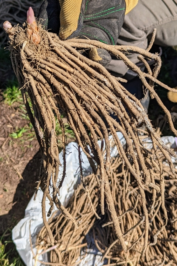 Planting Asparagus at My Farm - The Martha Stewart Blog