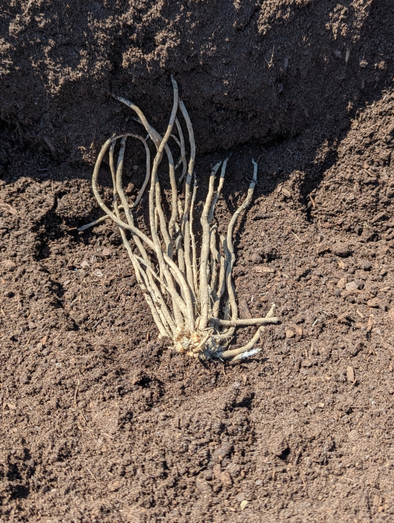 Planting Asparagus at My Farm - The Martha Stewart Blog