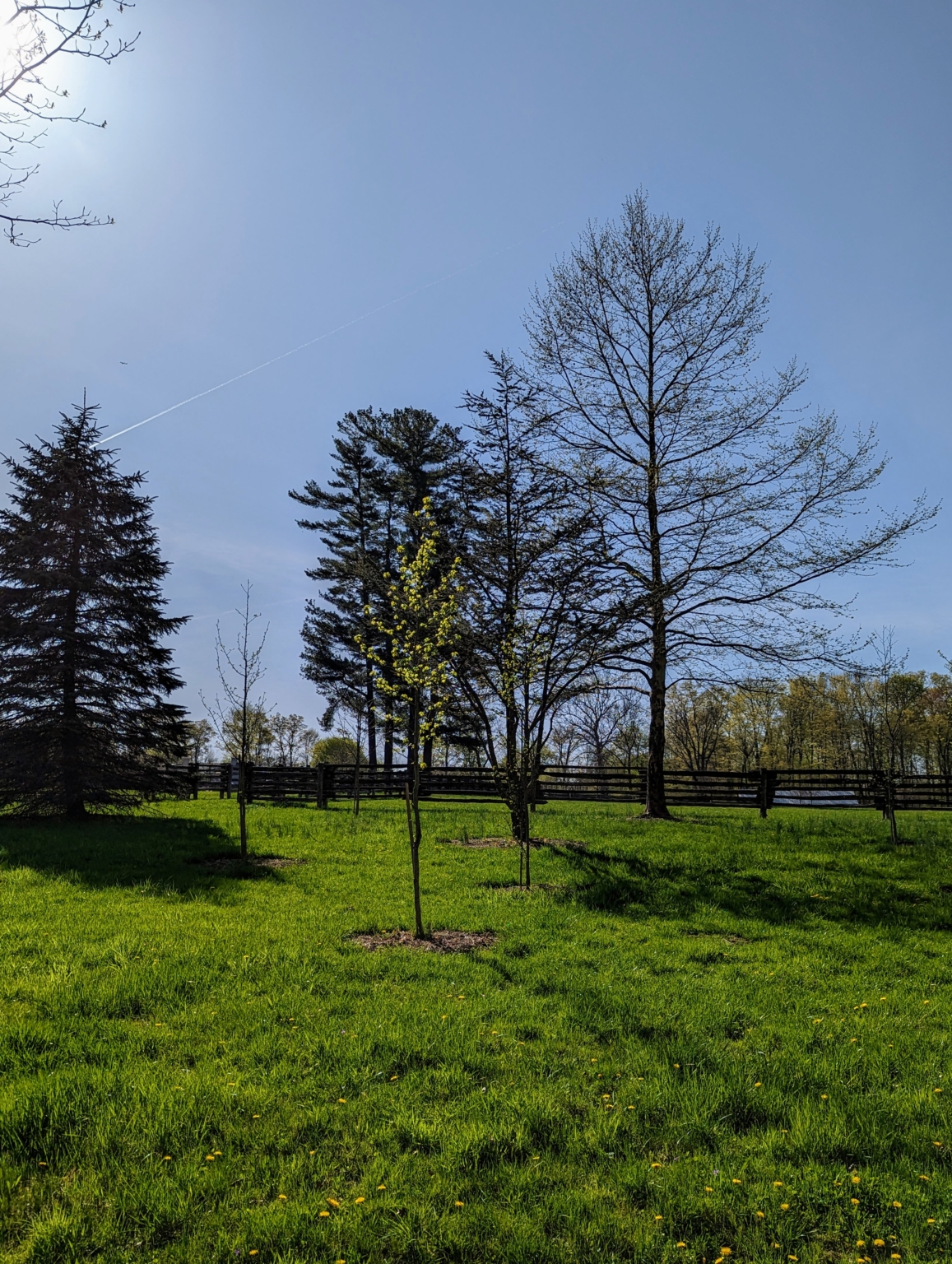 Potting Many Trees at My Farm - The Martha Stewart Blog