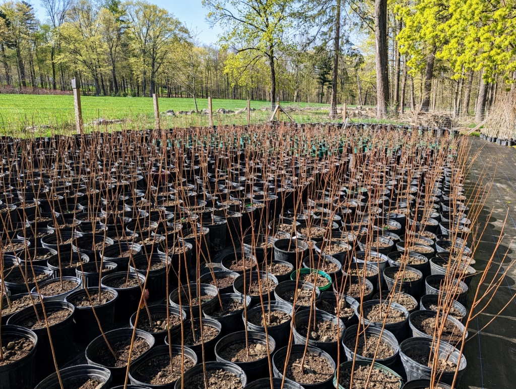 Potting Many Trees at My Farm - The Martha Stewart Blog