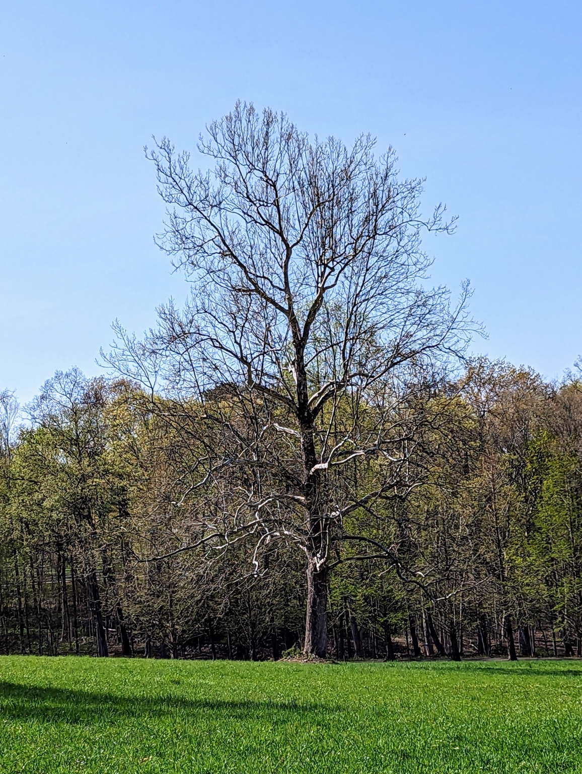 Potting Many Trees at My Farm - The Martha Stewart Blog