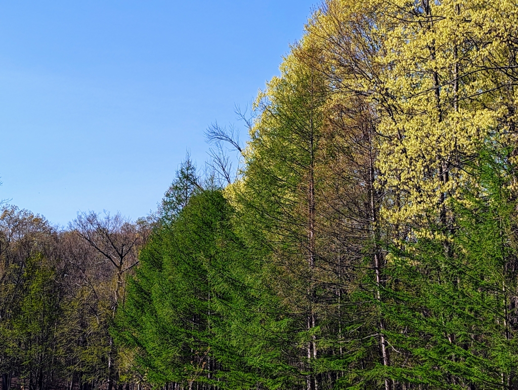 Potting Many Trees at My Farm - The Martha Stewart Blog