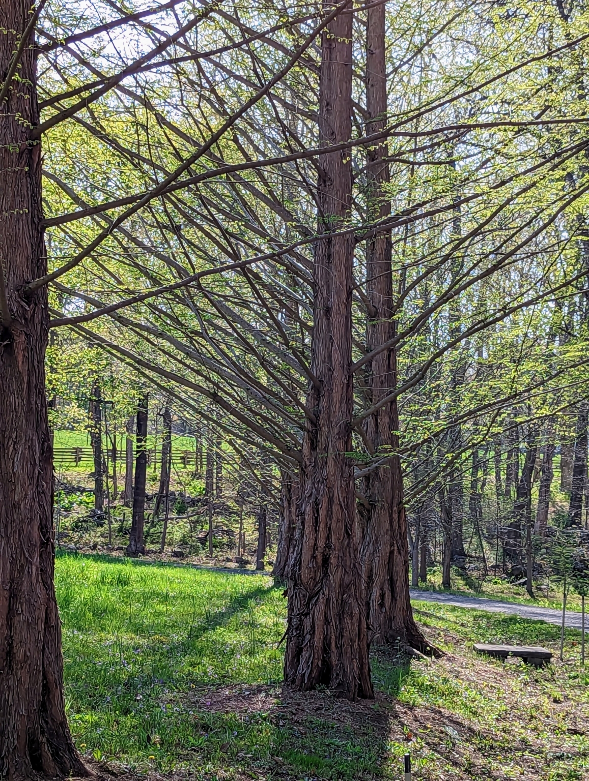 Potting Many Trees at My Farm - The Martha Stewart Blog