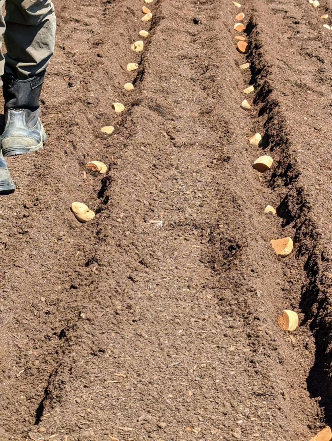 The Martha Stewart Blog : Blog Archive Planting Potatoes in the Garden ...