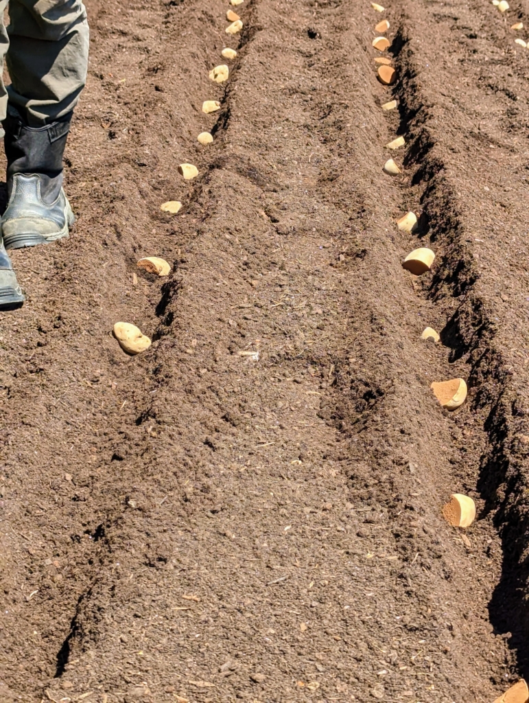 The Martha Stewart Blog : Blog Archive Planting Potatoes in the Garden ...