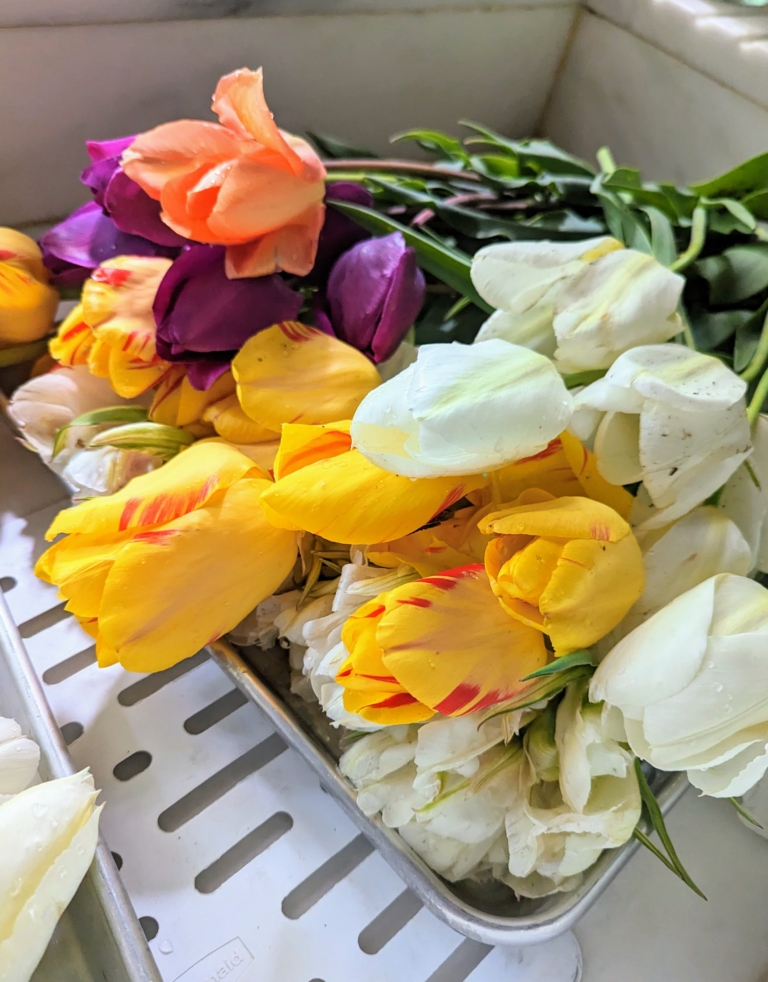 Cutting and Arranging Spring Tulips from the Garden - The Martha ...