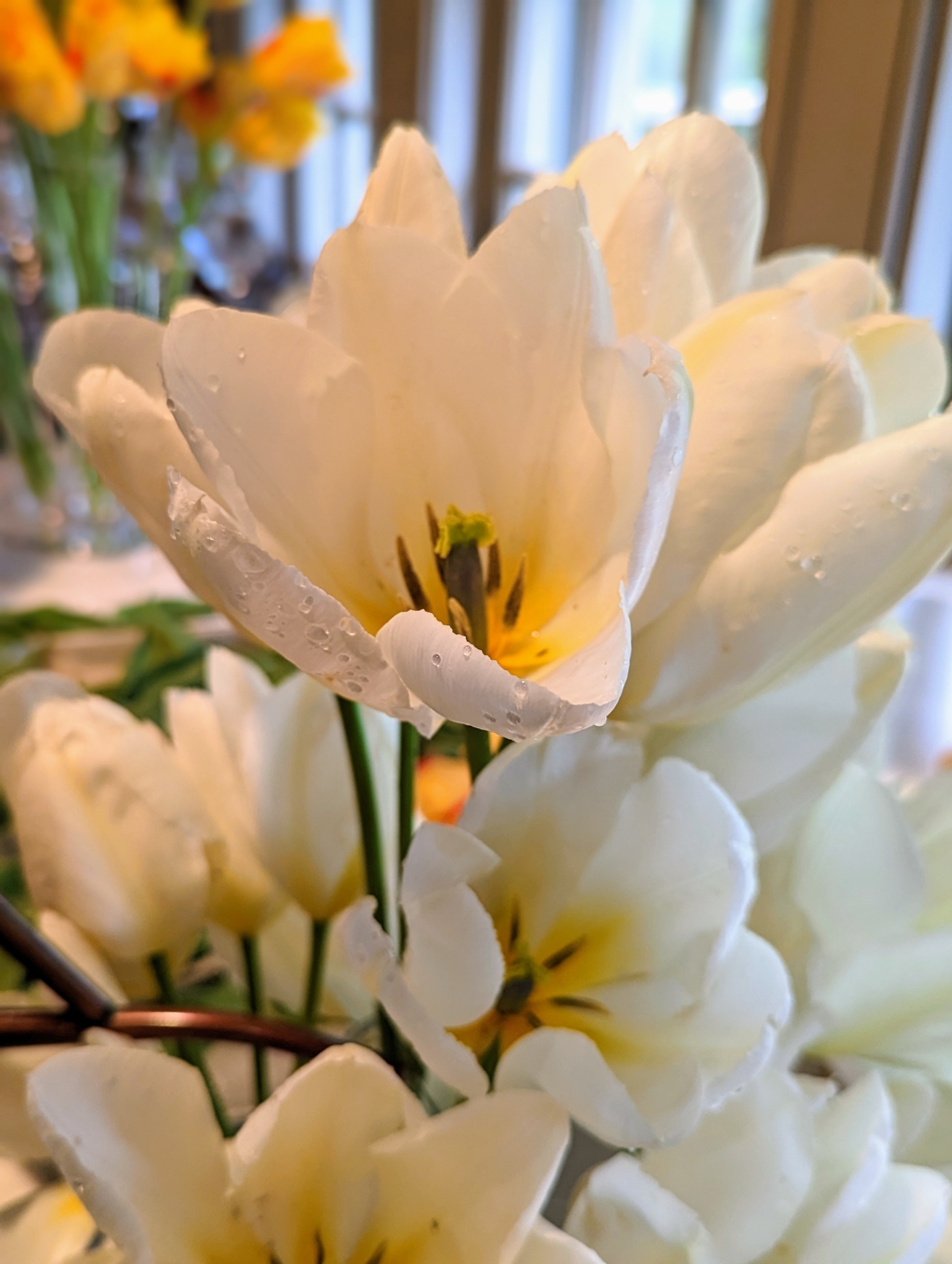Cutting and Arranging Spring Tulips from the Garden - The Martha ...