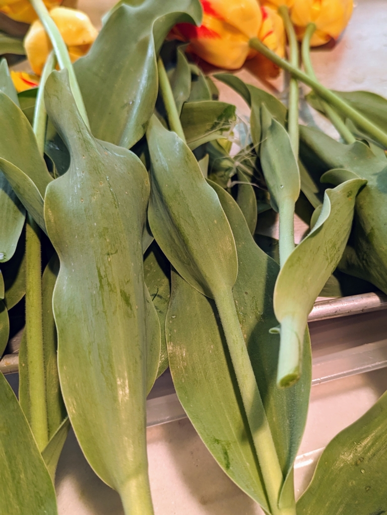 Cutting and Arranging Spring Tulips from the Garden - The Martha ...