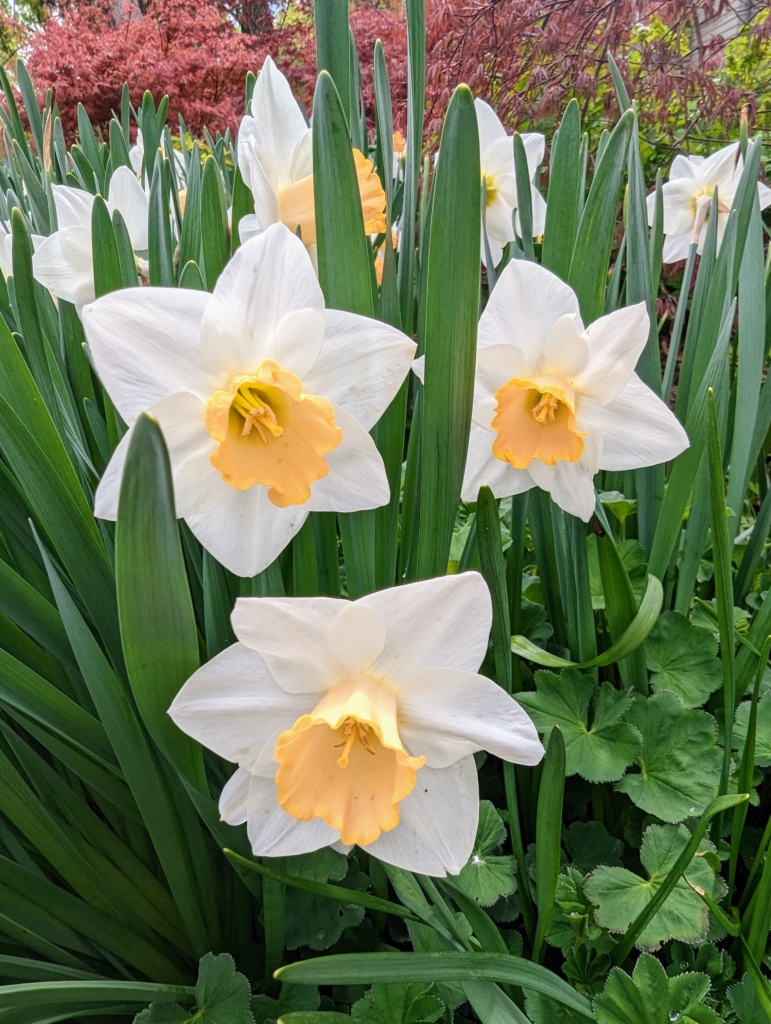 Spring Growth in My Shade Gardens - The Martha Stewart Blog