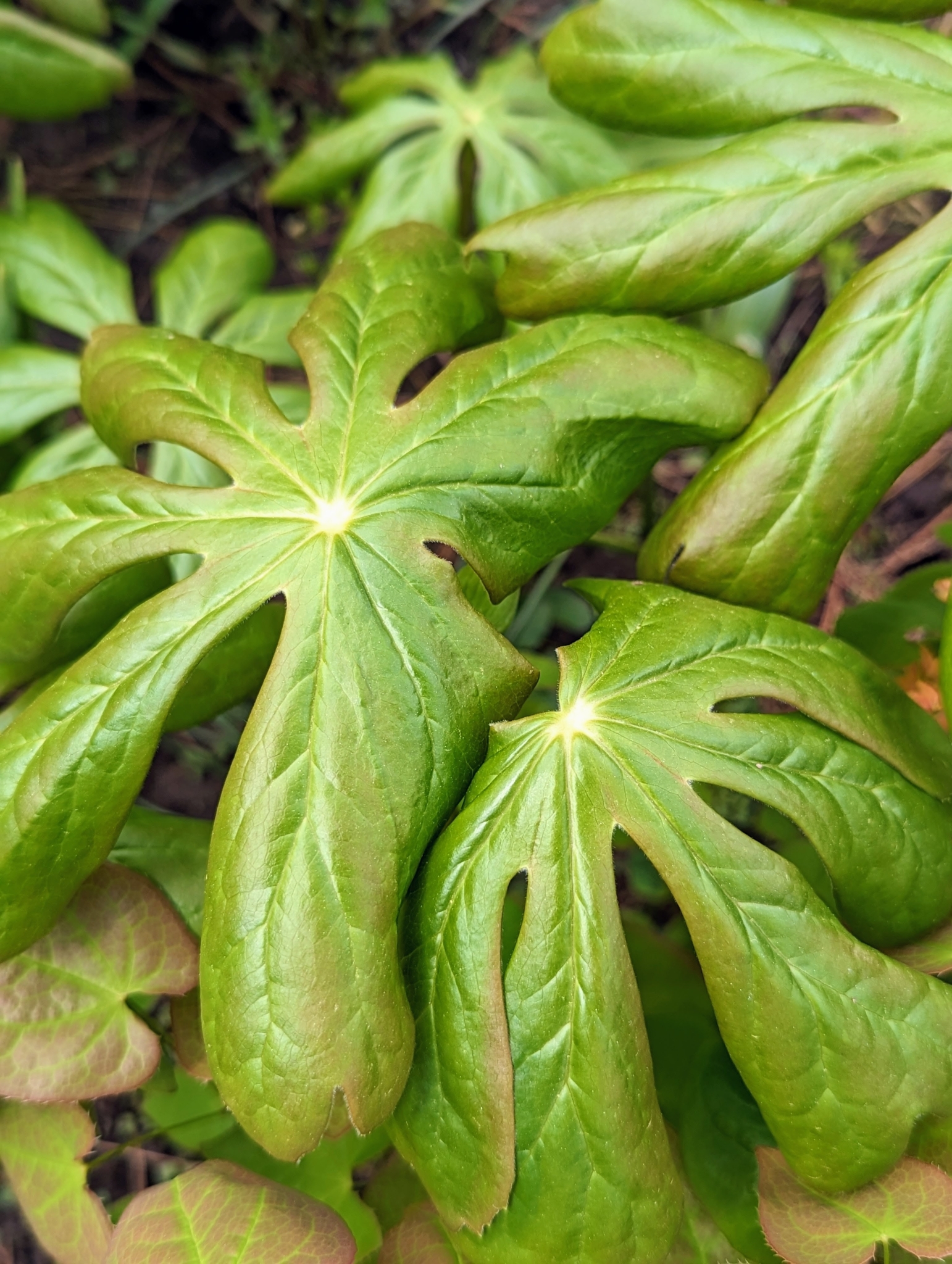 The Martha Stewart Blog : Blog Archive Spring Growth in My Shade ...