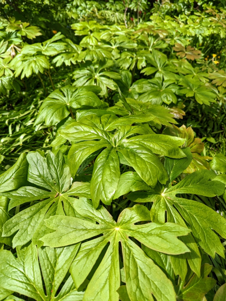The Martha Stewart Blog : Blog Archive Spring Growth in My Shade ...