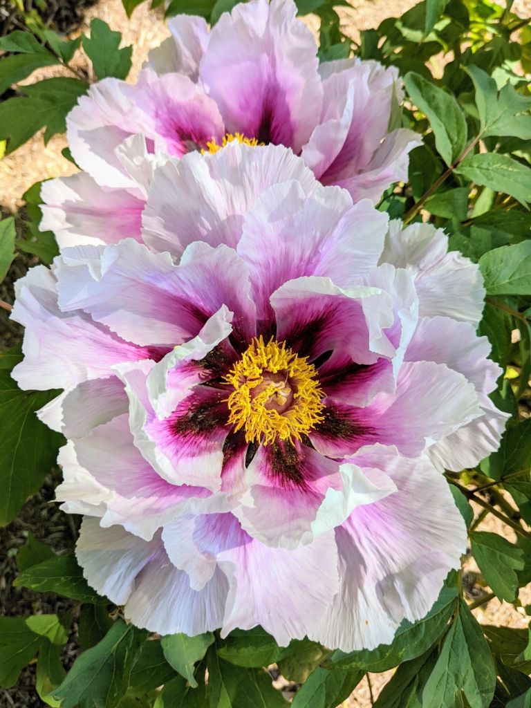 My Tree Peonies are Blooming - The Martha Stewart Blog